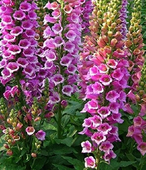 500+ seeds Foxglove Foxy Mix Digitalis Flower Mixed Biennial Usa
