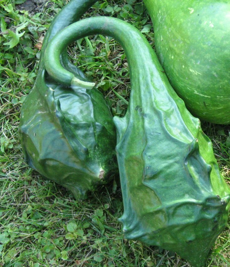 5 seeds Gourd Caveman'S Club Dinosaur Maranka Squash Usa Seller