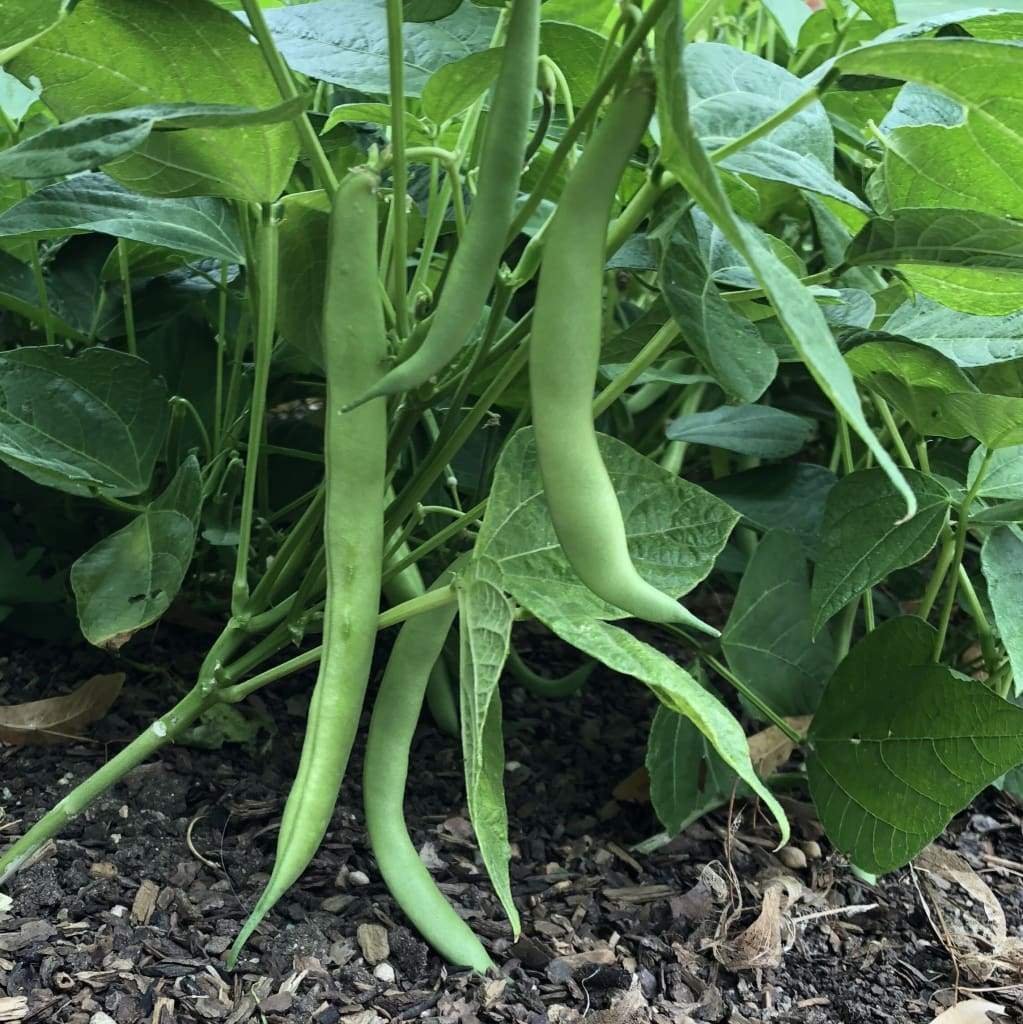 50 seeds Improved Tendergreen Bean Bush Stringless Green Vegetable ...