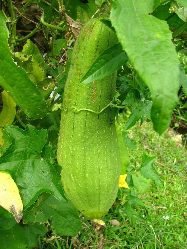 10 seeds Luffa Gourd Ct Sponge Vegetable Heirloom Non-Gmo Usa