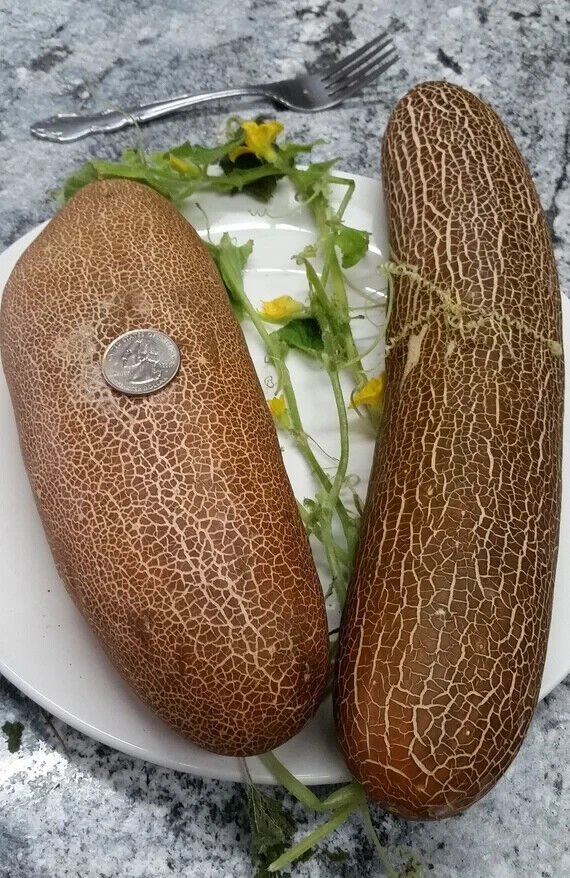 Sikkim Cucumber Hybrid Easy To Grow Vegetable 25 seeds