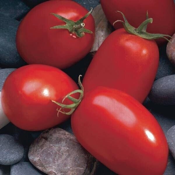 Mariana Tomato Hybrid Vegetable Garden 50+ seeds