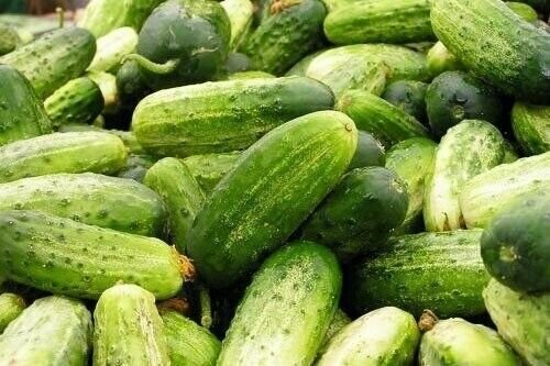 Chicago Pickling Cucumbers Organic Heirloom Burpless Vegetable Garden P ...
