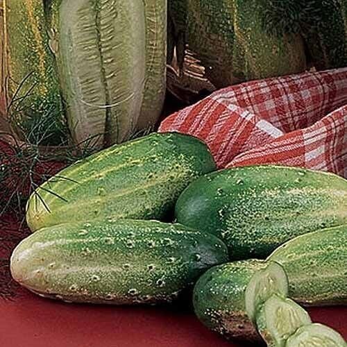 Burpee Pickler Cucumbers 53 Days Harvest 3-5"" Long Cucks Vegetable ...
