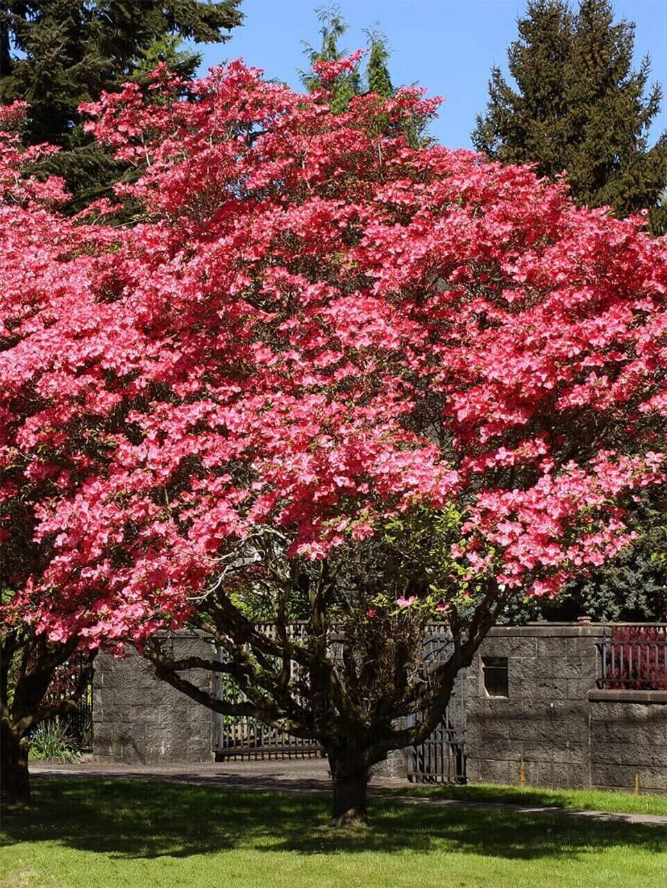 Ruby Red Dogwood Tree Garden Planting Trees 10 seeds