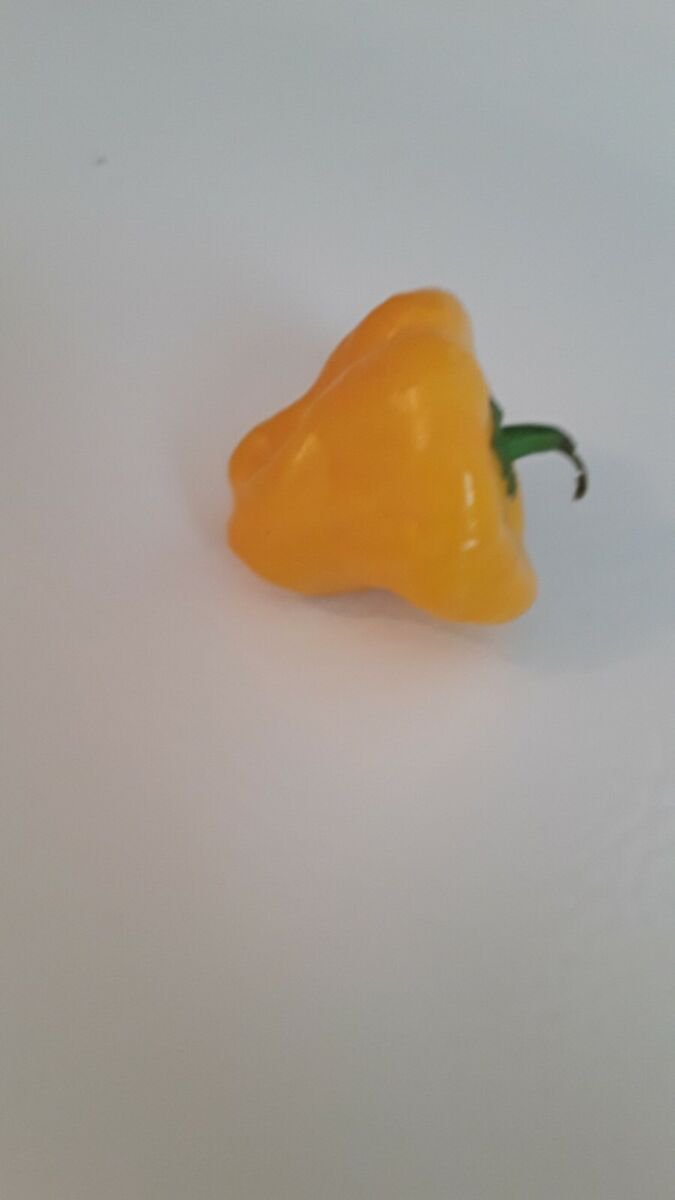 30 Yellow Jamaican Scotch Bonnet pepper seeds Hot
