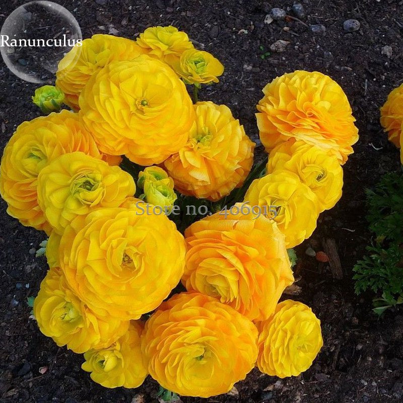 Rare Beautiful Yellow Ranunculus Asiaticus Persian Buttercup Flowers ...