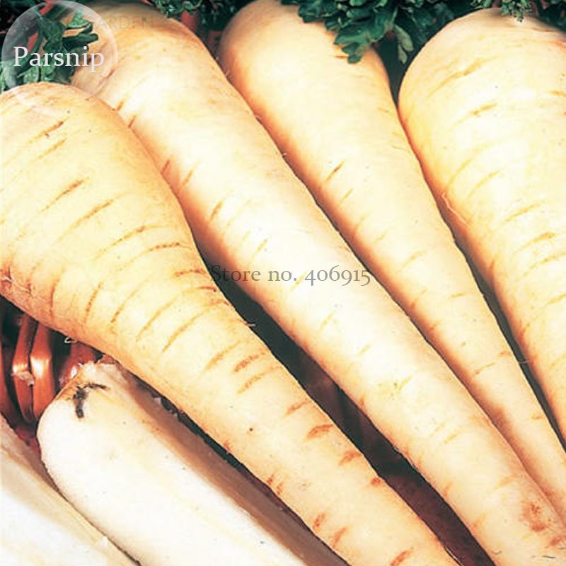 White Gem Parsnip Carrot Vegetables, 100 seeds