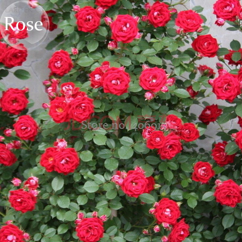 Rare Bright Red Climbing Rose Flowers for yard garden, 50 Seed