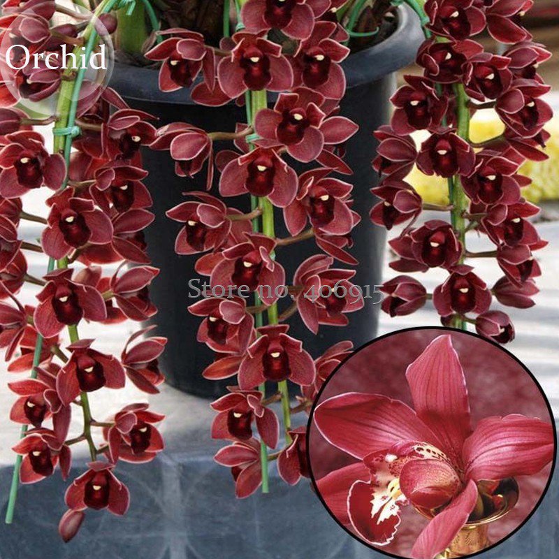 Rare Wild Orchids Dark Red Colors Perennial Flowers, 100 Seeds