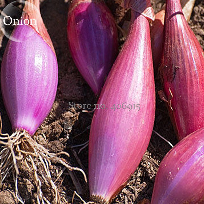 Heirloom Long Red Florence Onion Vegetables Seeds, 50 Seed