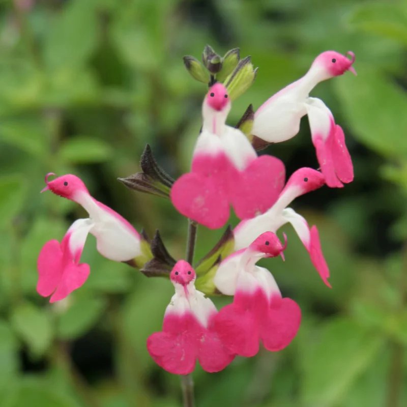 50 SEEDS Salvia 'Pink Lips'