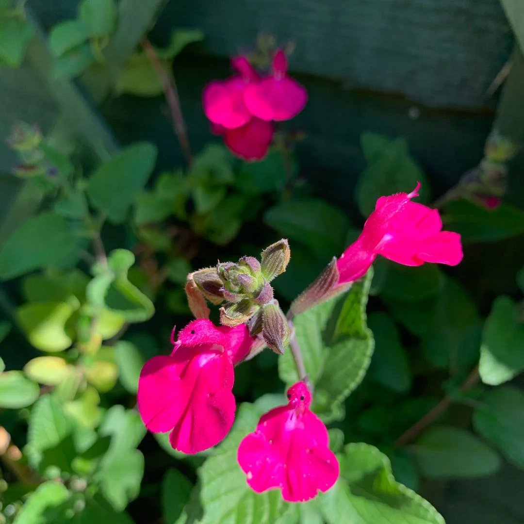 50 SEEDS Salvia Neon