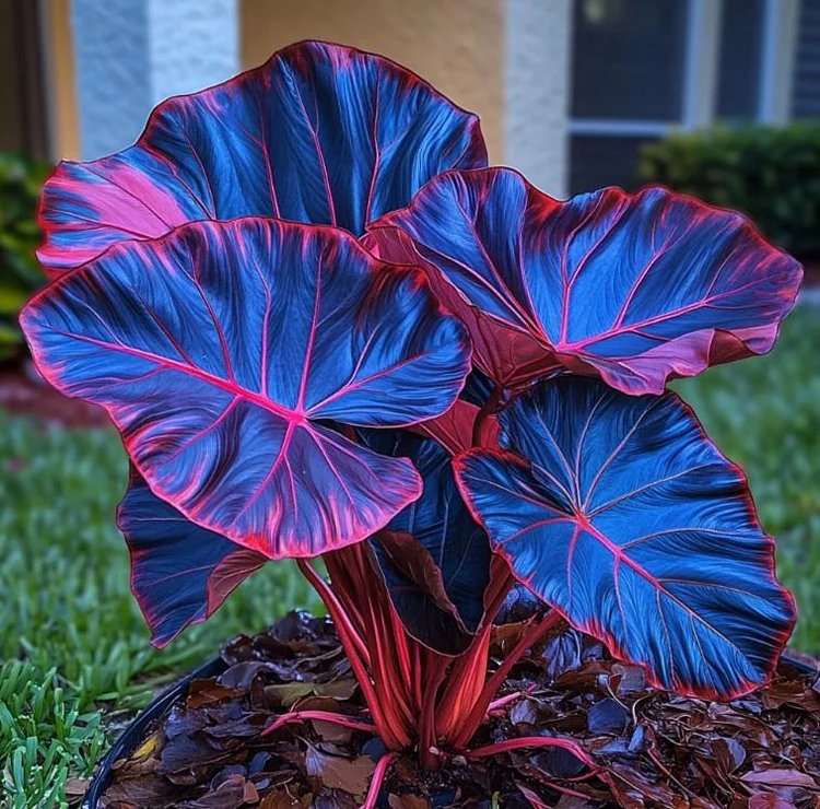 50 SEEDS Fascinating giant caladium Dark Blue
