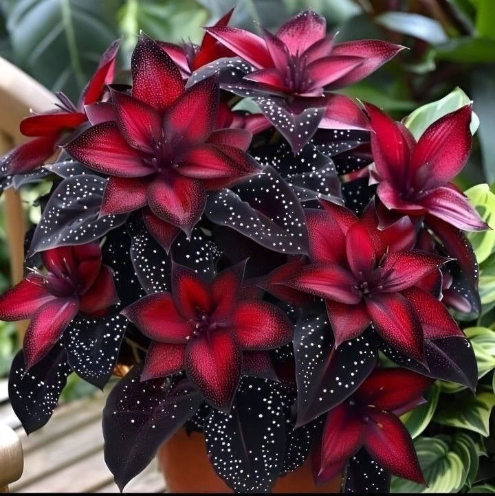 50 seeds Stardust Begonia