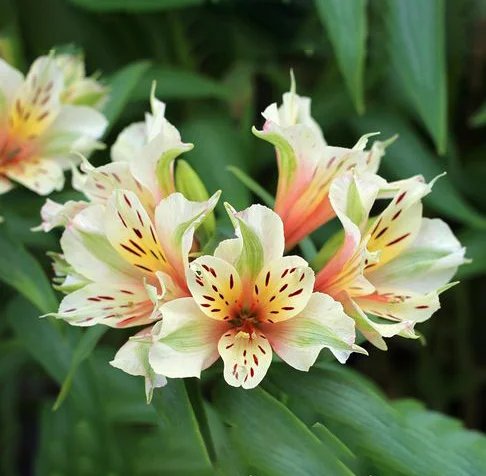 50 seeds Alstroemeria Pulchra WHITE