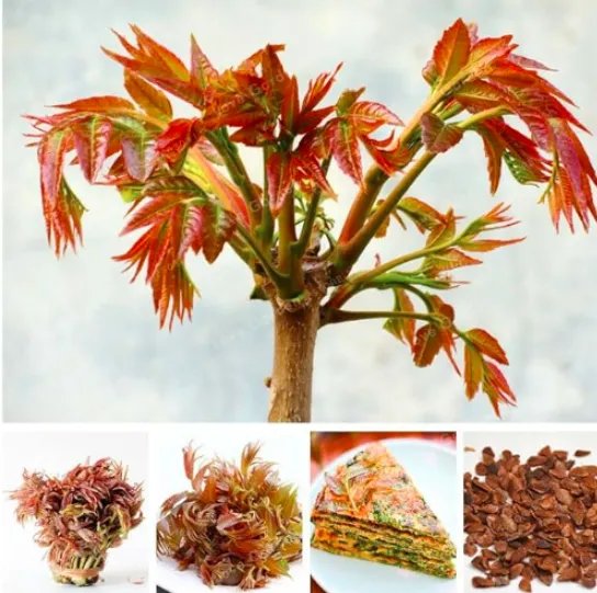 Chinese Toon Seed Home Garden Easy Grow Toona Sinensis Tree