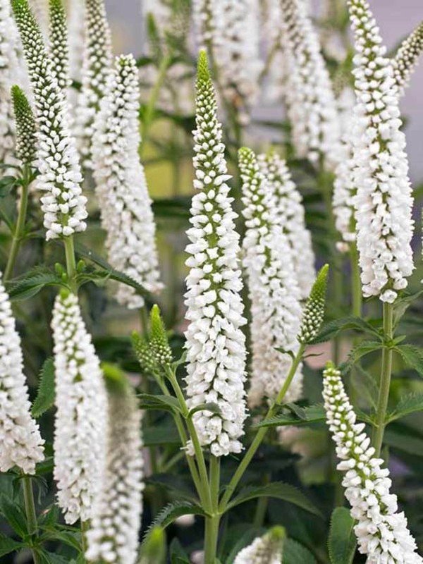 100 White Veronica Seeds Speedwell Royal Candle Flower Perennial Flowers