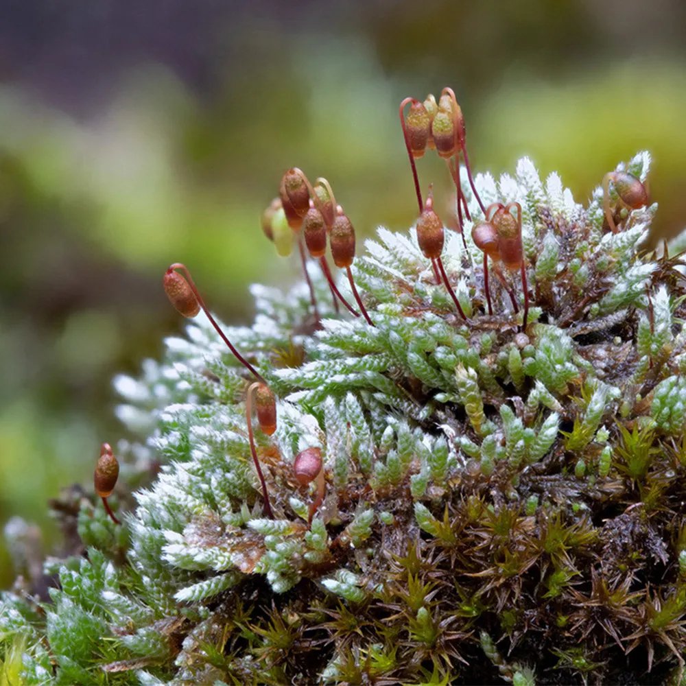 Silver Moss Seeds - Fast-Reviving & Low-Maintenance
