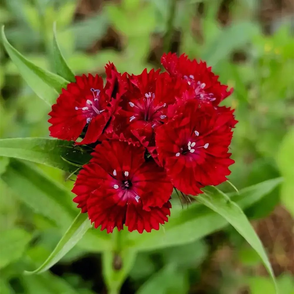 Red Sweet William Seeds - Perennial Dianthus Flowers