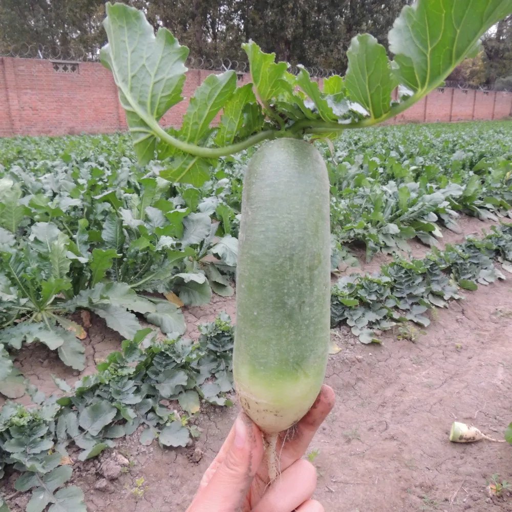 Chinese Radish Seeds - Fast Growing