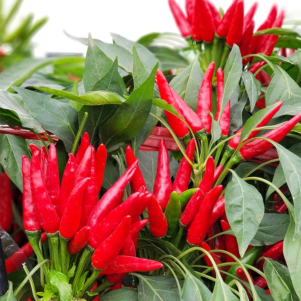 Chao Tian Blaze: Red Cluster Pepper Seeds 1 Bag (300 Seeds)