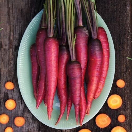 Purple Dragon Carrot 100 - 1,000 Seeds Beautiful color RARE Heirloom ...