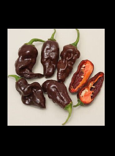 15 seeds Chocolate Devil's Tongue super RARE! Extreme Hot Pepper Great ...