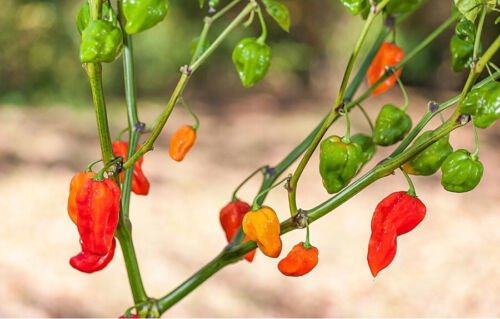 20 seeds Red Devils Tongue Hot pepper Extreme Rare Heirloom Chile just ...