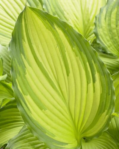 hosta DANCING DARLING medium yellow disease-free 2.5" pot = 1 Live ...