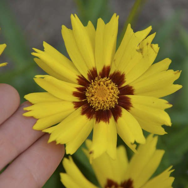sun coreopsis SUNKISS grandiflora new tickseed 2.5" pot = 1 Live Potted ...