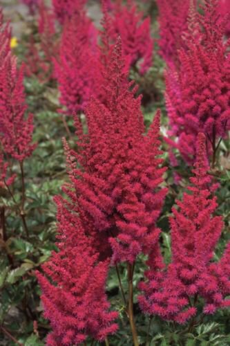 astilbe LOWLANDS RUBY RED cherry new false spirea 2.5" pot = 1 Live ...