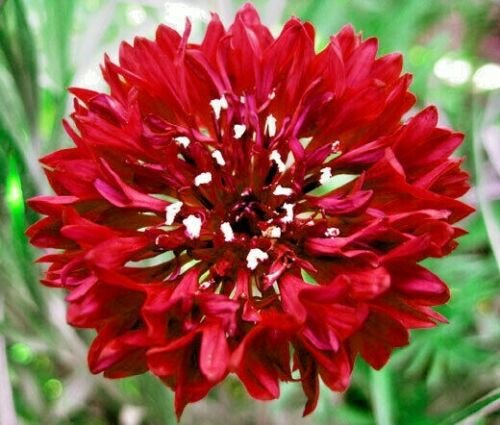 500+RED CORNFLOWER Seeds aka Bachelor Button Cut Dried Flowers Bedding ...
