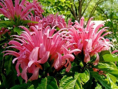 *PINK FLAMINGO JUSTICIA CARNEA* AKA as Brazilian Plume Jacobinia ...