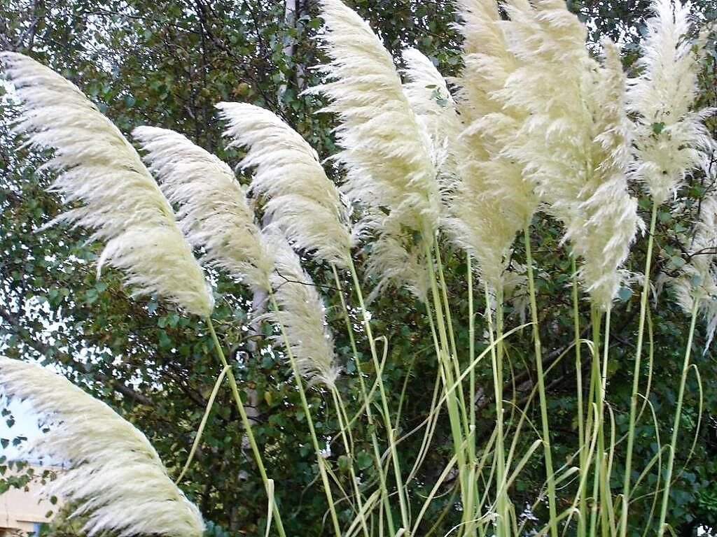 200 WHITE PAMPAS GRASS Cortaderia Selloana Ornamental Flower Seeds