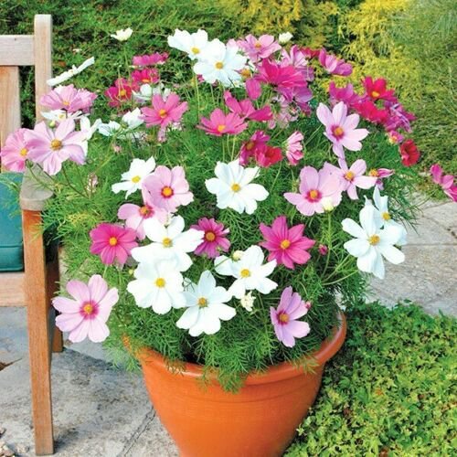 300+COSMOS DWARF SENSATION Mix Seeds Ht 24-30" Red White Pink Drought ...