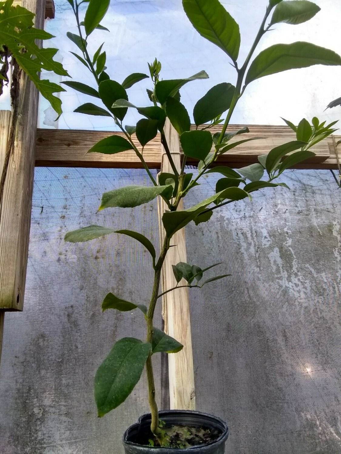 Meyer Lemon Tree. 1 gallon pot. Inside or outside plant. Easy to grow.