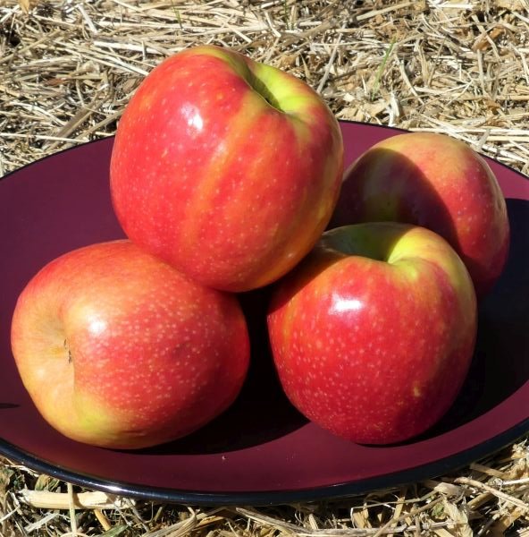 5 CRIPPS PINK LADY APPLE Fruit Tree (FF) Cutting Rooting Grafting SCION ...