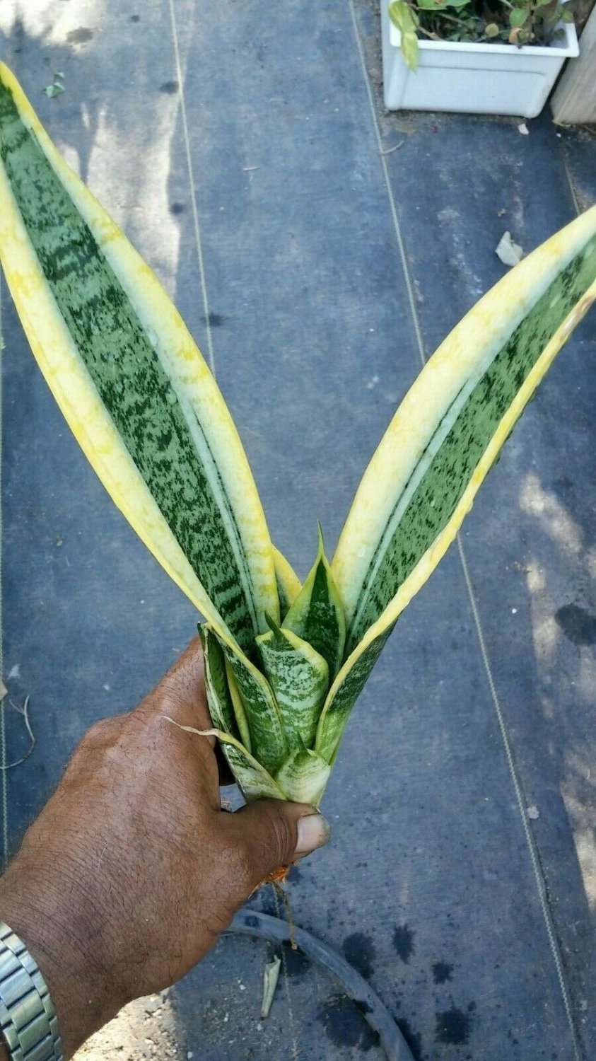 Sansevieria laurentii superba (Golden Snake Plant) live plant 6'' to 12''