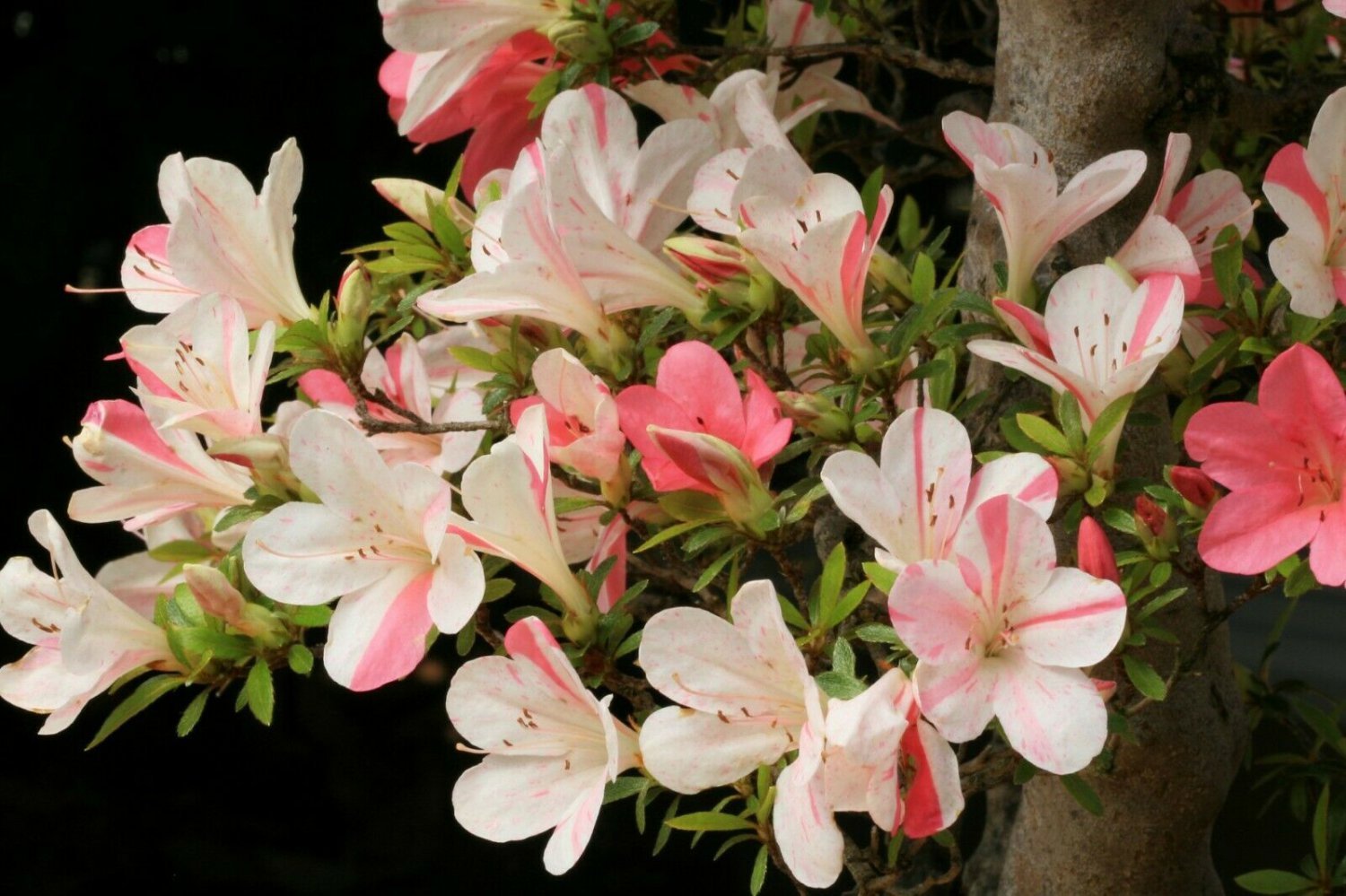 ~ASTRONAUT~~Azalea Rhododendron Deciduous Starter Plant~~BI-COLOR ...