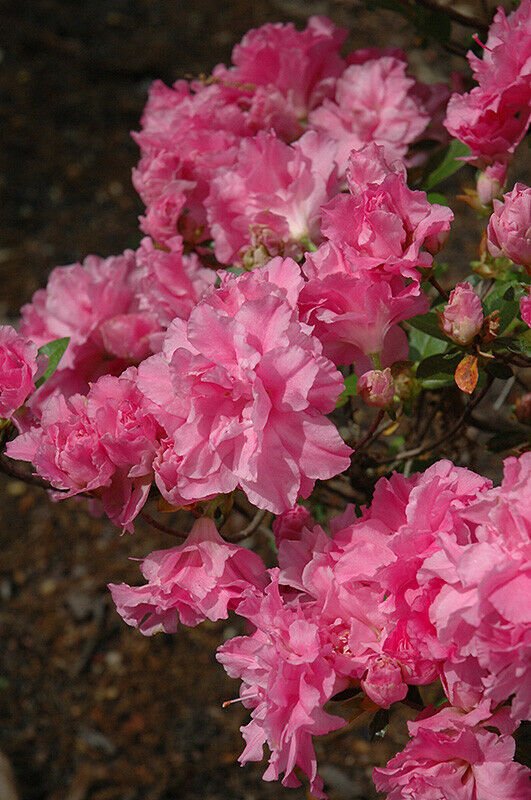~~HALLIE~~Azalea Rhododendron Deciduous Starter Plant~~ORCHID PINK ...