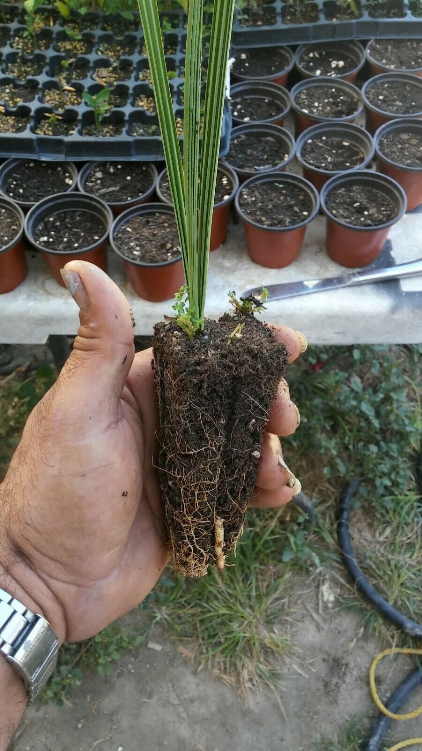 Starter Plant - Seedling Plant - date palm live plant tree fruit 4''-10''