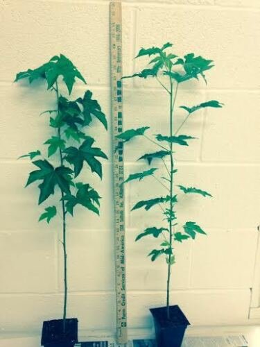 Sweetgum Tree (Liquidambar styraciflua) - Plants and Seedlings