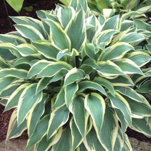 HOSTA Wolverine PLANT