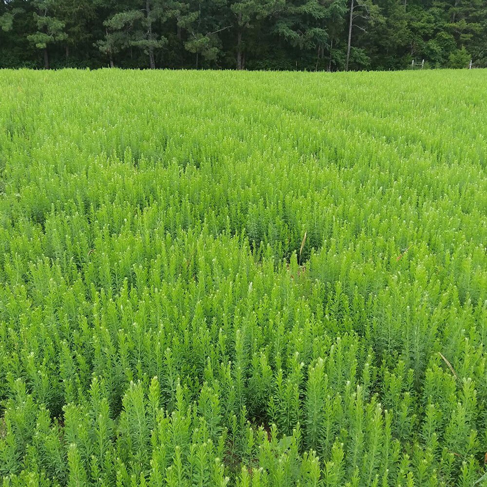 50 Lbs. AU Grazer Lespedeza Seed