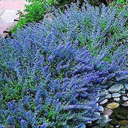 CATMINT BLUE Nepeta Mussinii - 50 Seeds