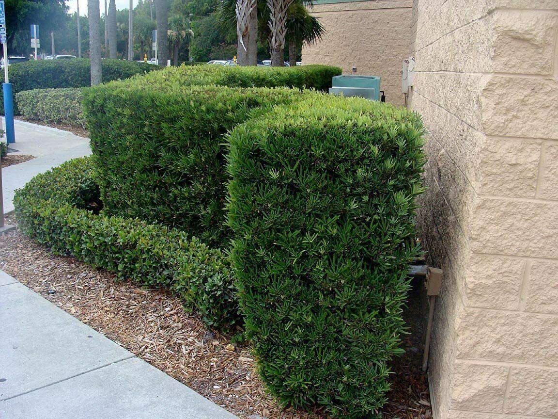 Podocarpus Macrophyllus | Extra Large 3 Gallon Plant | Japanese Yew