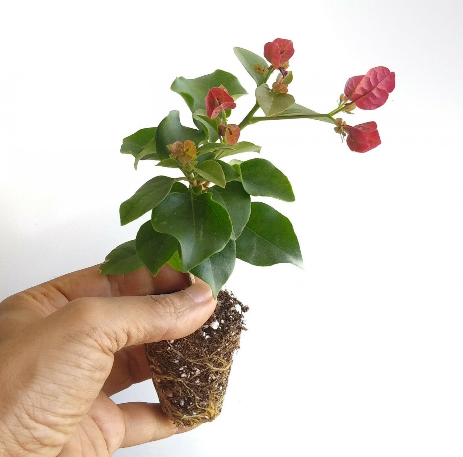 Bougainvillea small starter plants / plugs - Live Bougainvillea plant