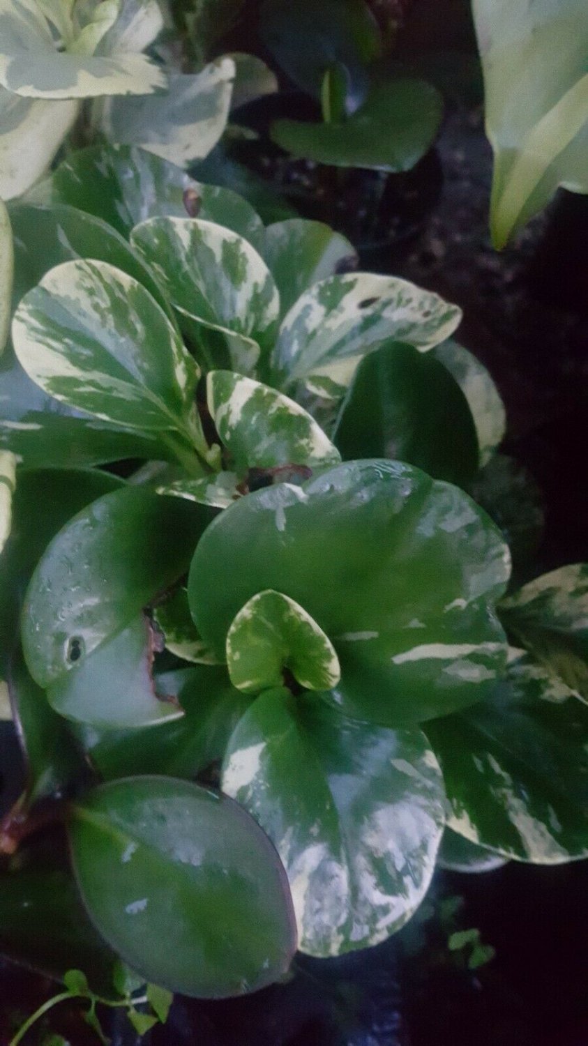 GOLDEN Peperomia obtusifolia variegata *Marble* in 4" Pot - Baby Rubber ...