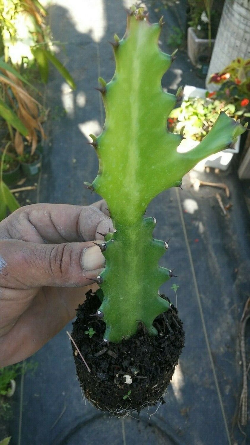cactus EUPHORBIA LACTEA Dragon bone LIVE PLANT 3''TO 6''